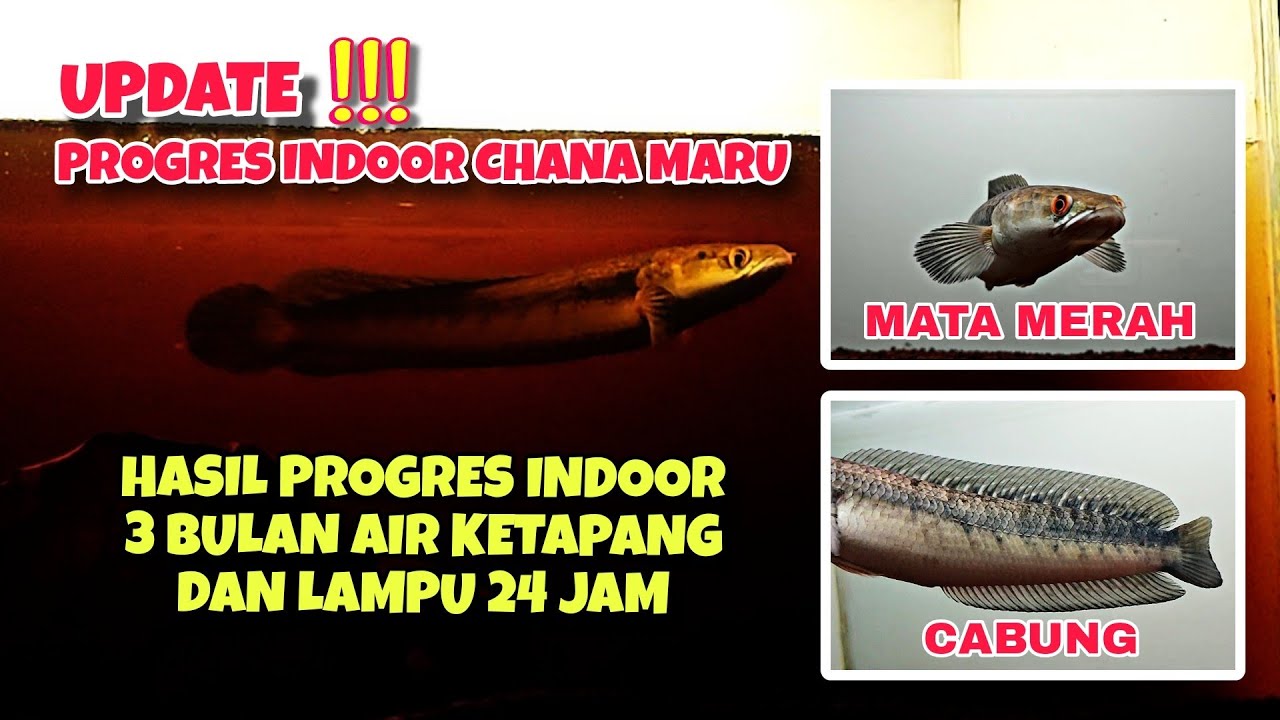 UPDATE‼️HASIL PROGRES INDOOR | CHANA MARU FULL BUNGA‼️ - YouTube