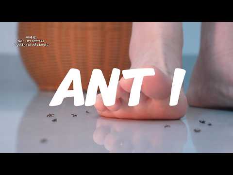 Ant 1(Preview)