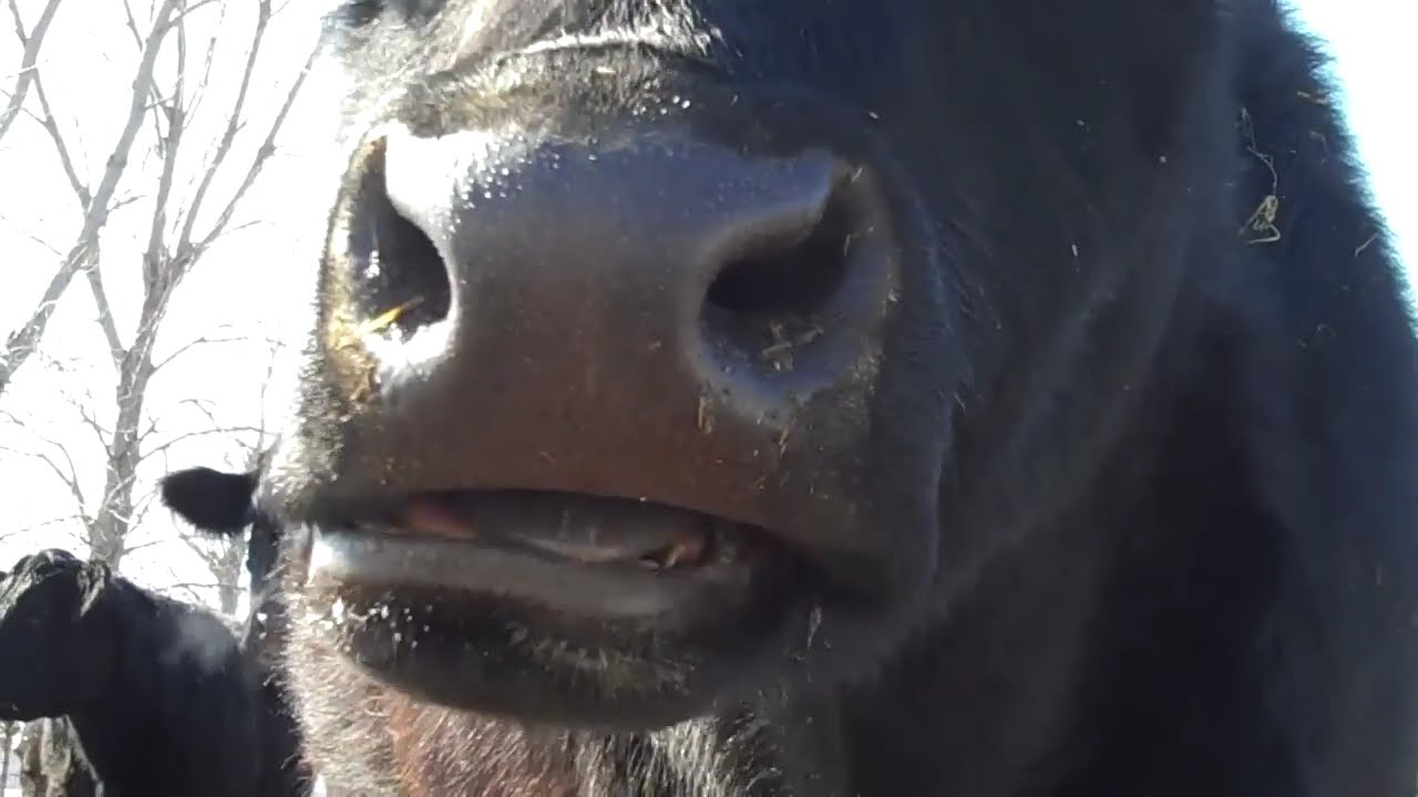 Chewing the Cud: for real - YouTube