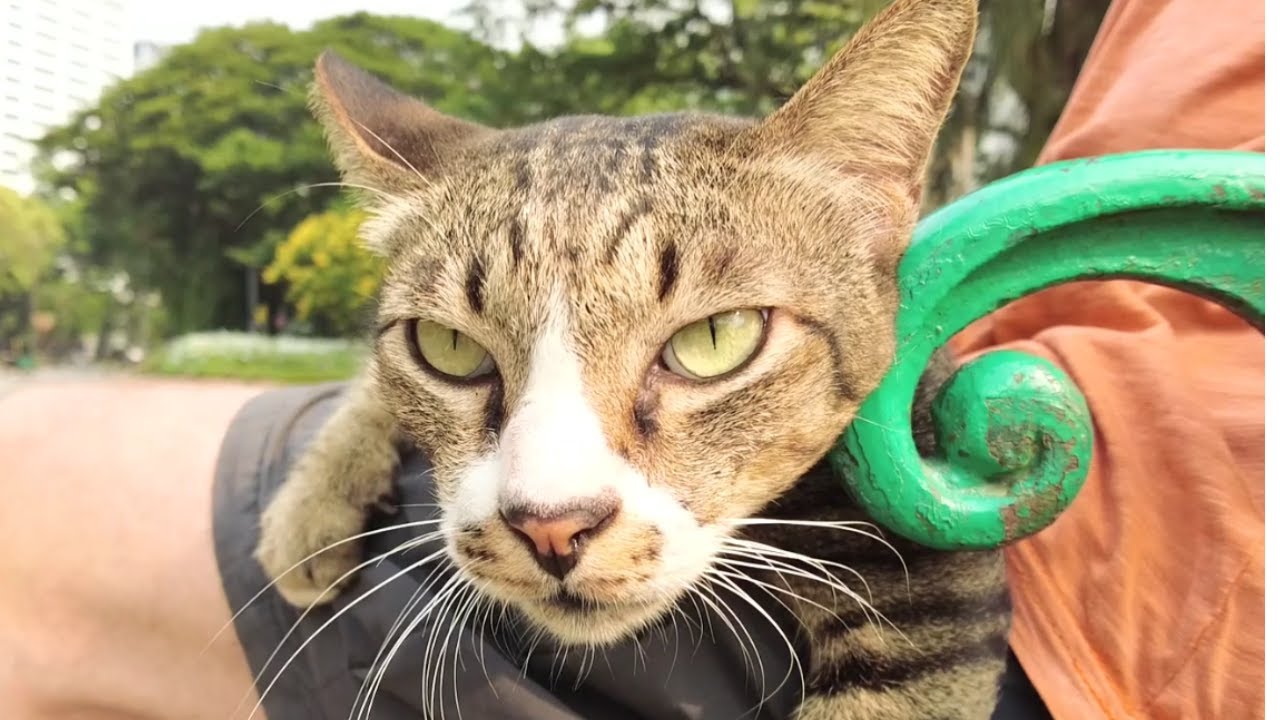 Loud meow tomcat is back and he has some stories to tell. Talkative ...