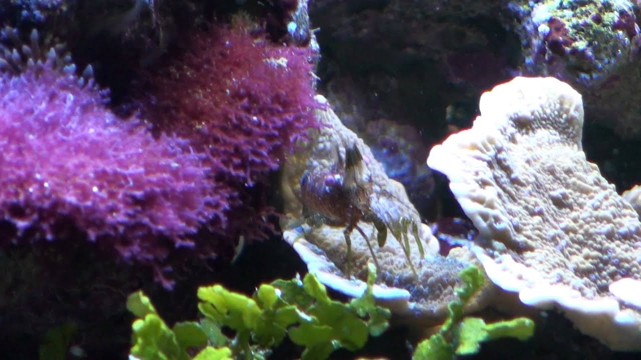 Saron neglectus-Green Marble Shrimp-2.MTS - YouTube