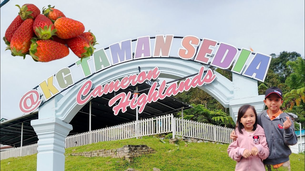 Kg. Taman Sedia, Cameron Highlands. Penuh dengan pengunjung pada cuti ...
