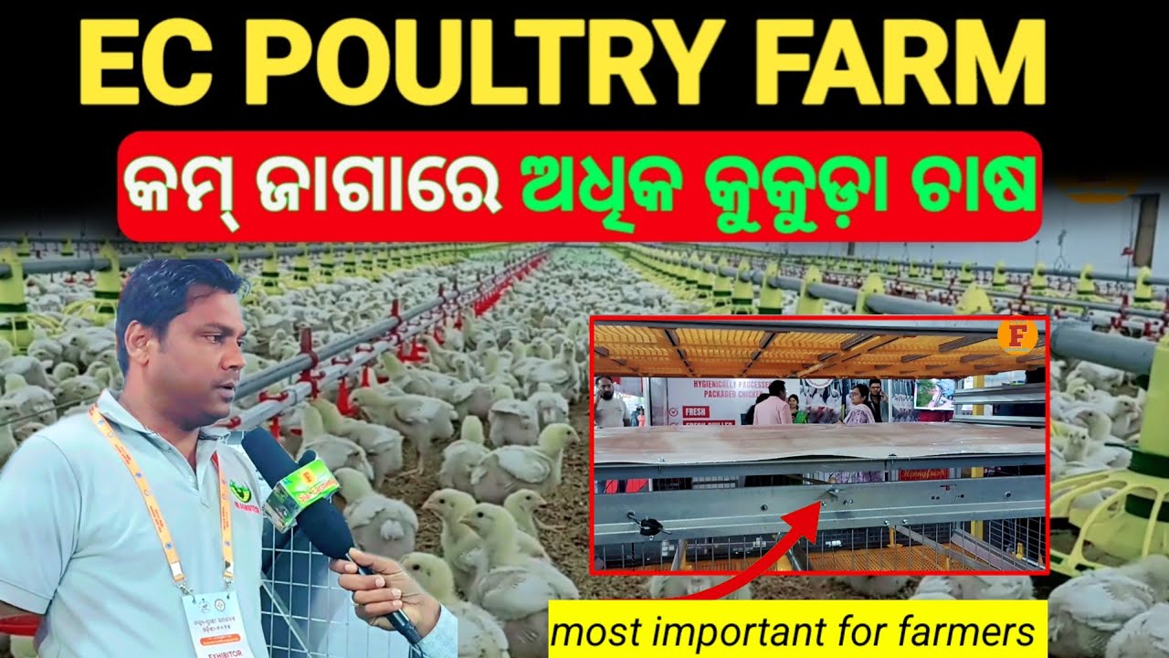 କମ୍ ଜାଗାରେ ଅଧିକ କୁକୁଡ଼ା ଚାଷ।।How to start EC farm for New ideas।।Ec ...