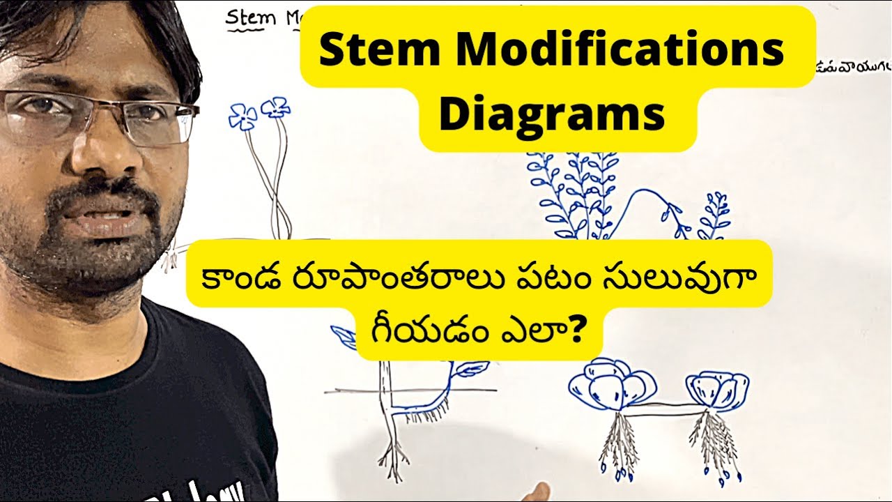 How to Draw Stem Modifications in Easy Way || కాండ రూపాంతరాలు పటం ...