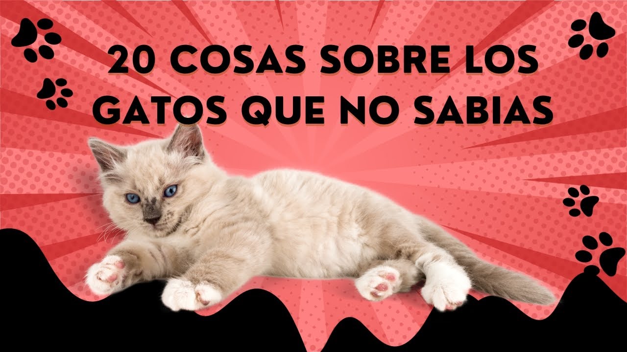 😻20 Cosas Sobre Los Gatos Que No Sabias🐈 Youtube