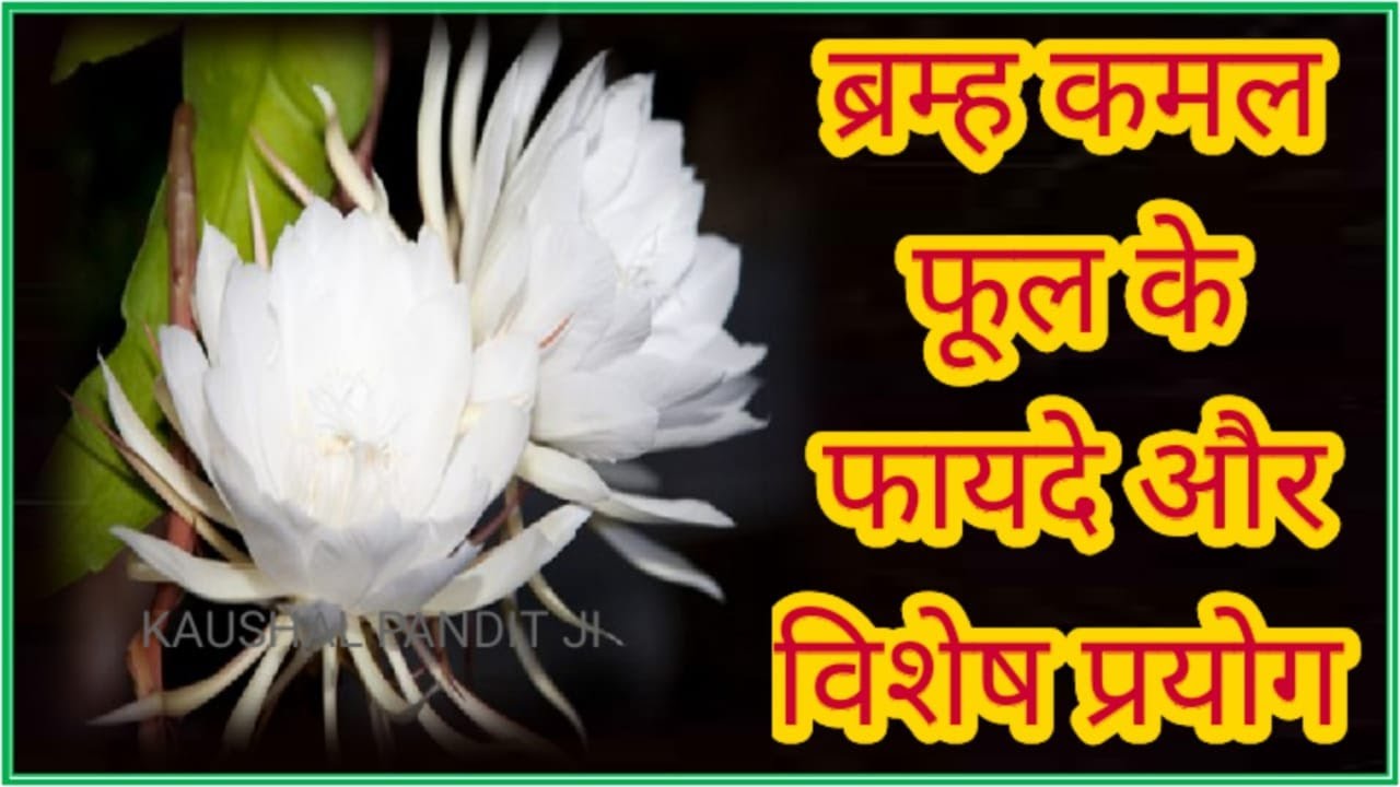 BRAHMA KAMAL PLANT // brahma kamal flower benefits / brahma kamal phool ...