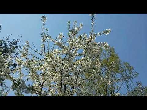 Cherry Blossoms in our Garden/Spring 2022 #shorts @liebemarge10