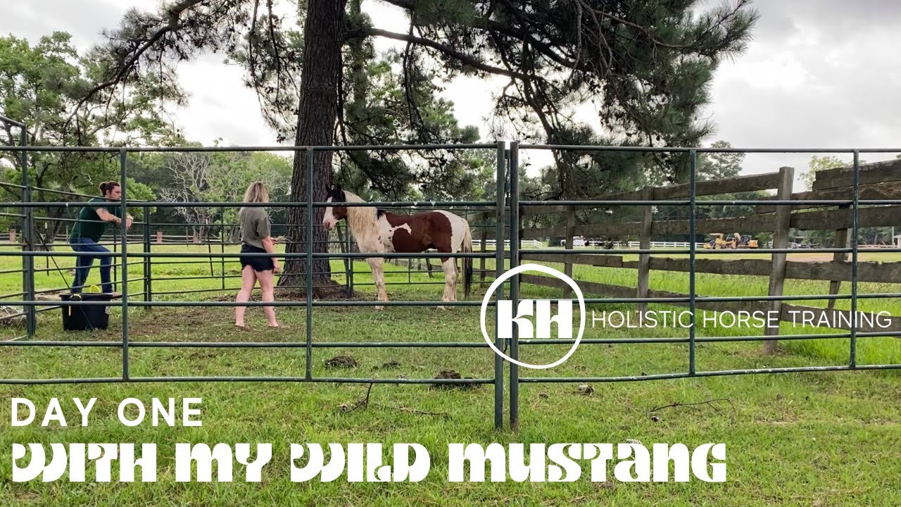 Day ONE with my First Wild Mustang | Mustang Horse Training Ep. 1 | CAT ...