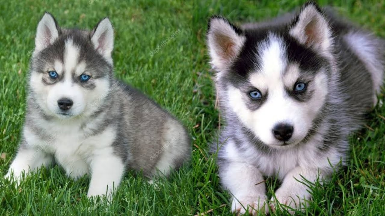 Baby husky cutest video compilation - YouTube