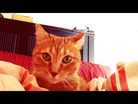 CAT TWERK