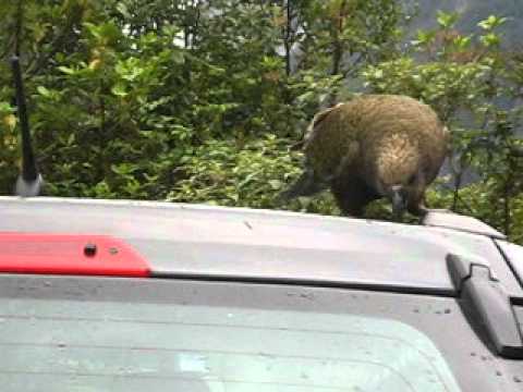 Kea attacks car - YouTube