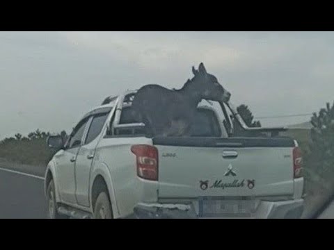 Pikap Kasasına Bağlanan Eşek Yürekleri Ağza Getirdi