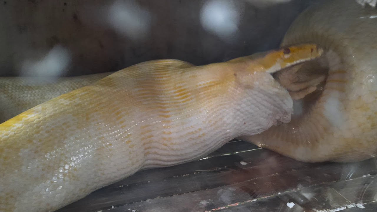 snake swallowing chicken - YouTube