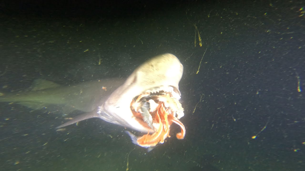 Found 3 gorgeous Six Gill Sharks Diving @ Redondo, Wa - YouTube