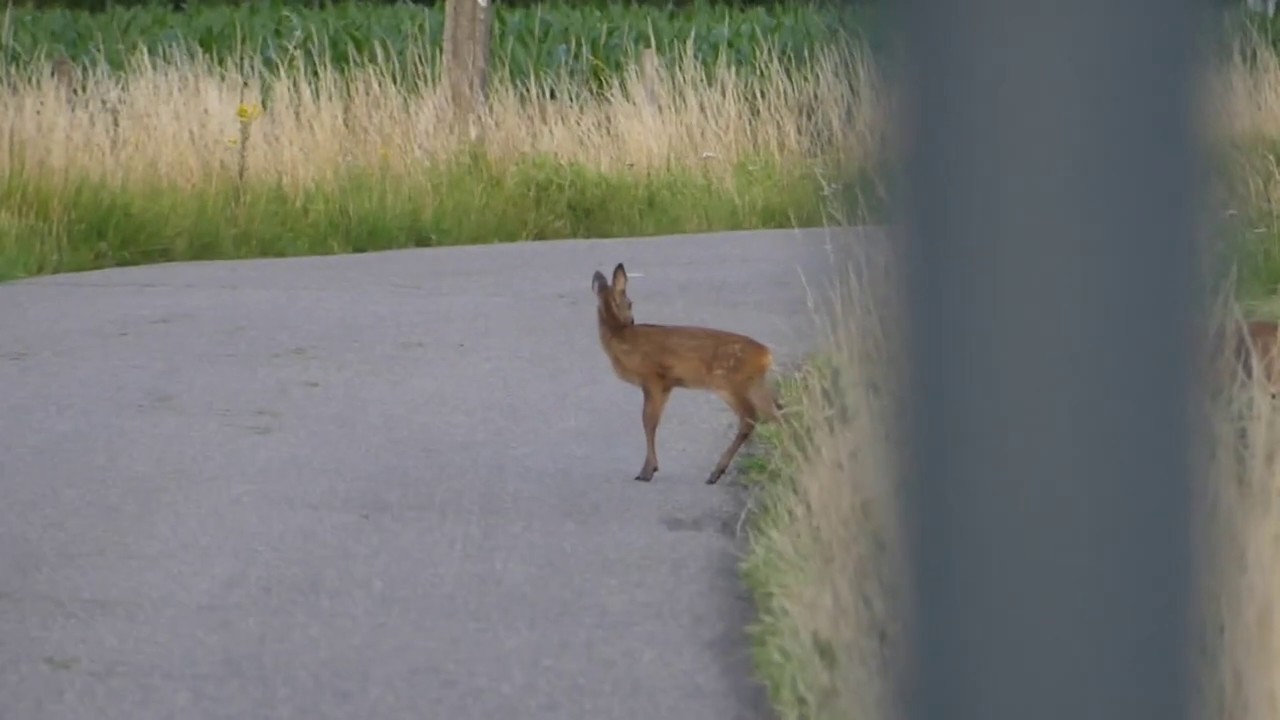 Reekits riskeren hun leven - YouTube