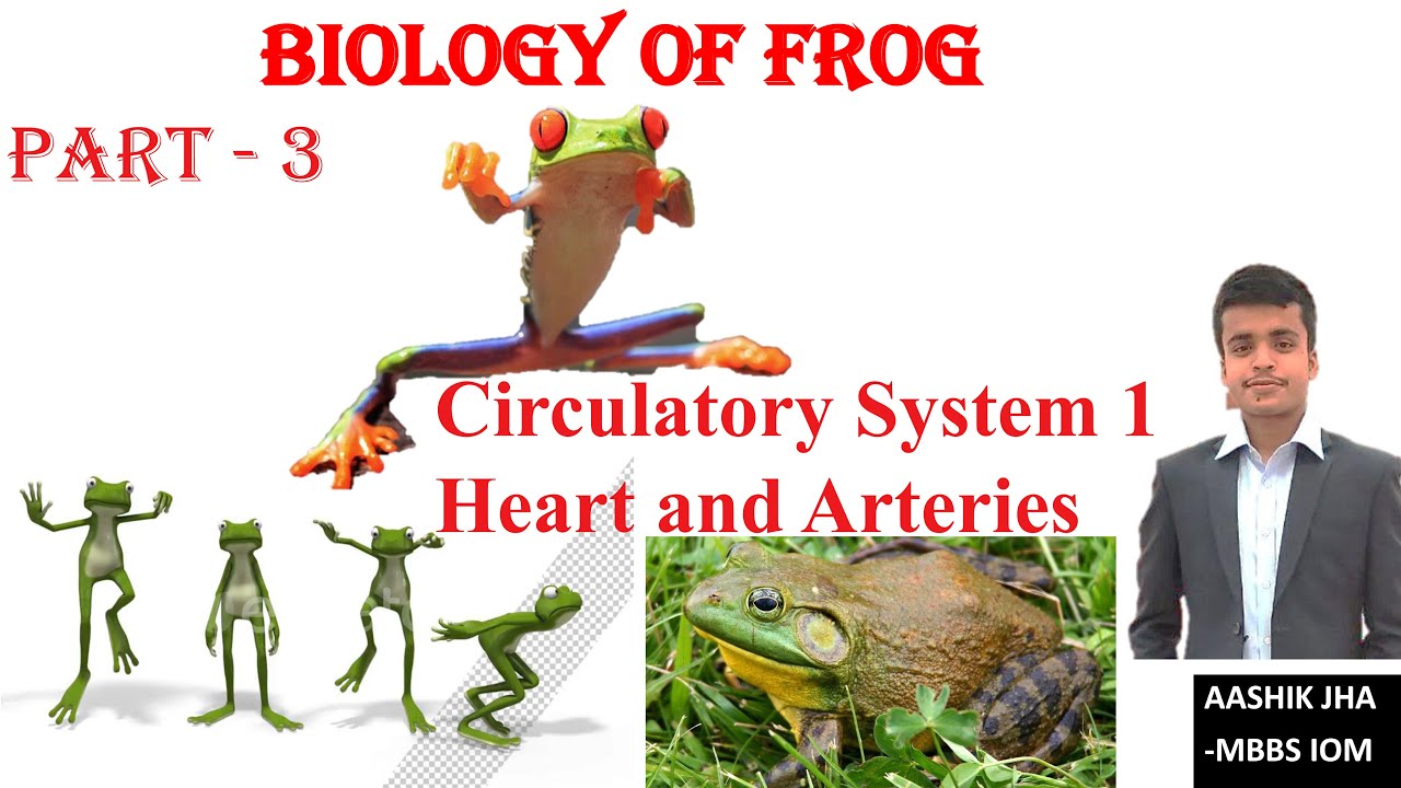 Class 11 Frog 03 Heart structure and Arterial system for CEE and NEB ...