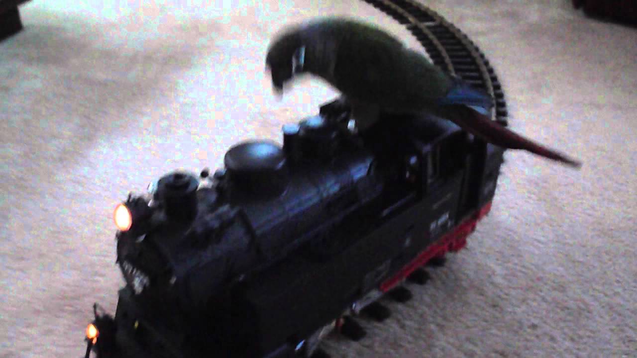 Parrot rides train - YouTube