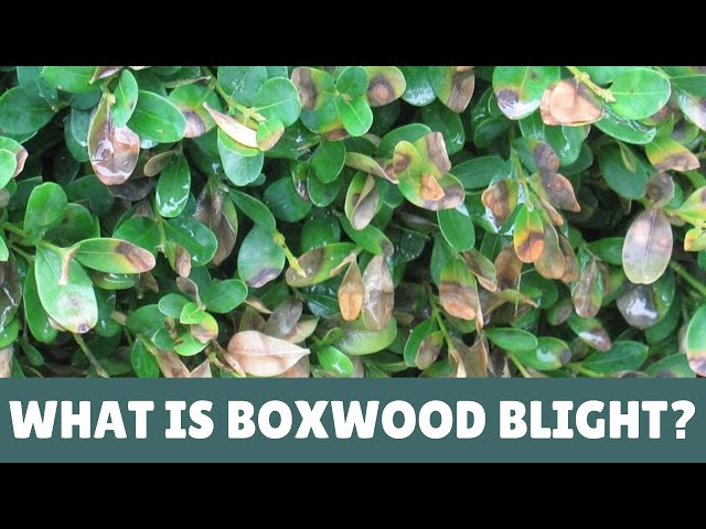 Boxwood Blight Treatment