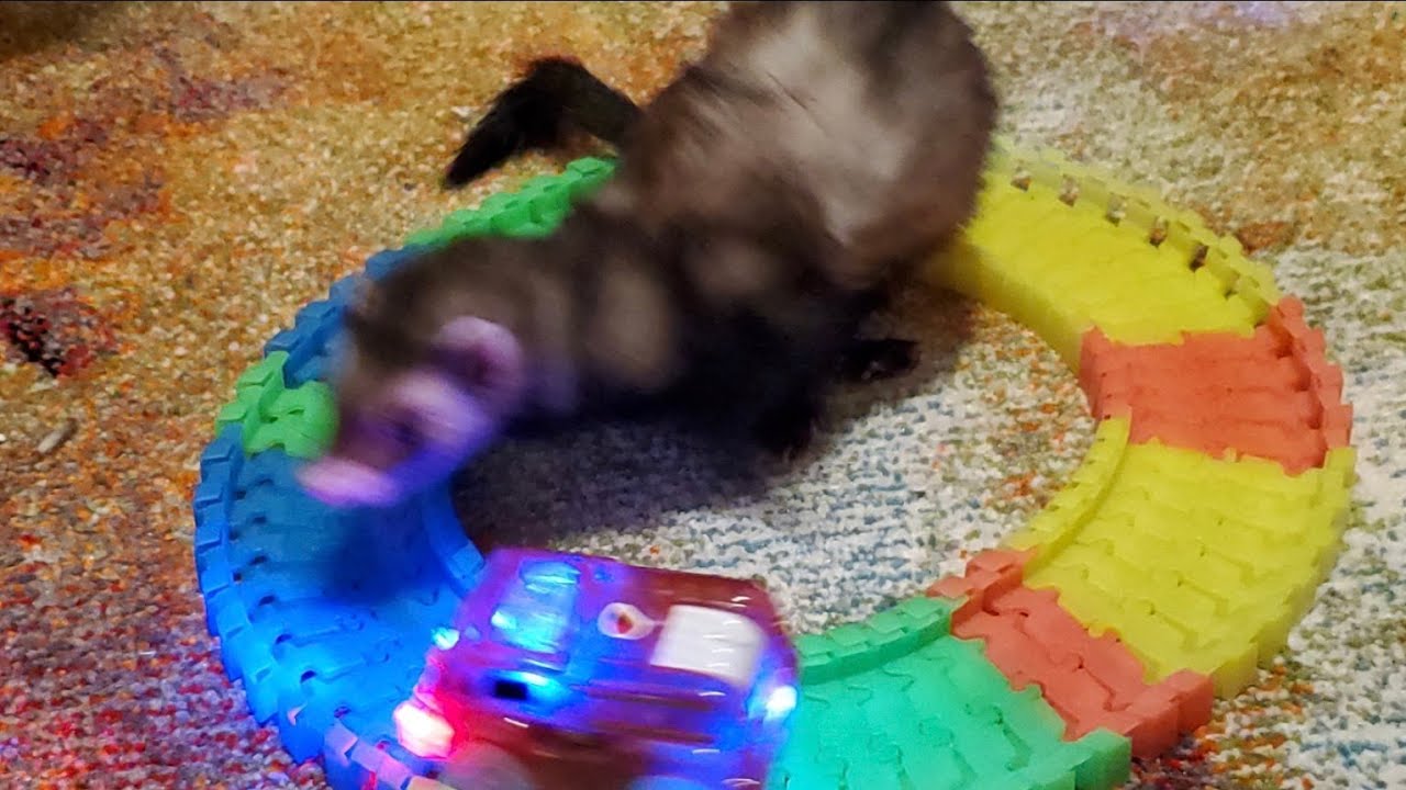 Ferret VS Magic Tracks! - YouTube