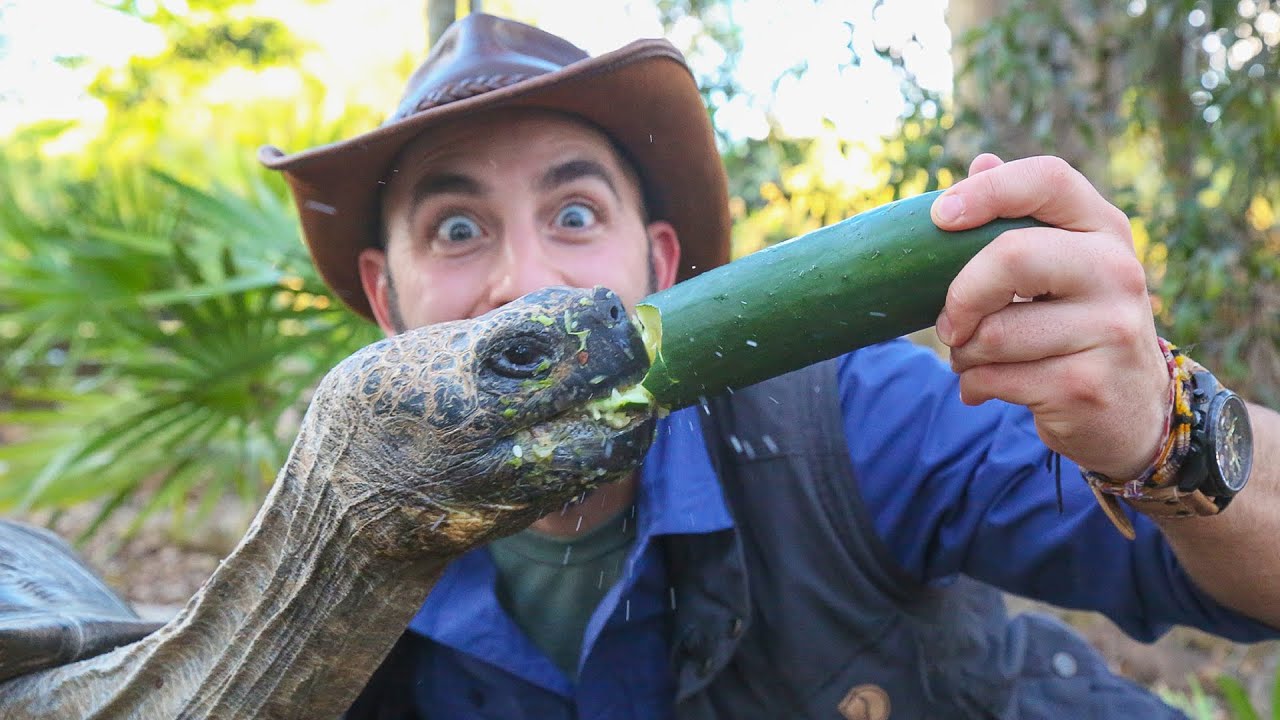 Feeding a GIANT TORTOISE! - YouTube