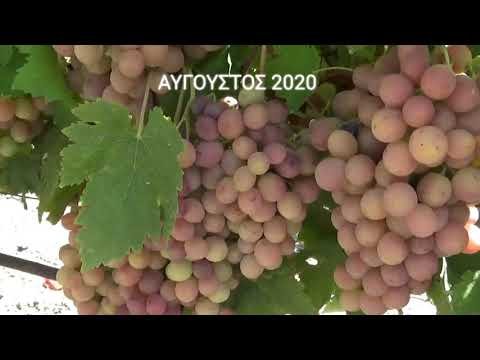 ΕΦΑΡΜΟΓΗ ΤΟ 2018 ΚΑΙ ΑΠΟΤΕΛΕΣΜΑΤΑ ΤΟ 2020 ΑΠΟ ΤΗΝ ΧΡΗΣΗ ΑΤΤΑΠΟΥΛΓΙΤΗ ΣΕ ...