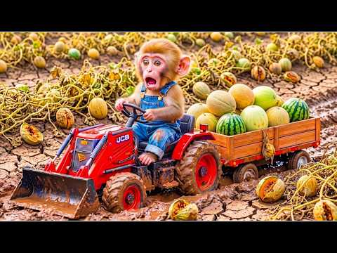 Monkey Farmer Drives a JCB Tractor to Harvest Melons and Save a Withering Melon Field