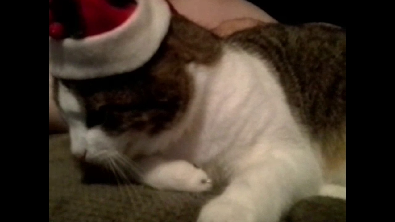 Carlyle The Burping Cat - YouTube