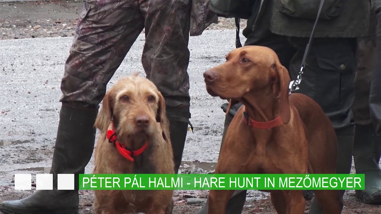 Halmi Péter Pál - Nyúlvadászat Mezőmegyeren - YouTube