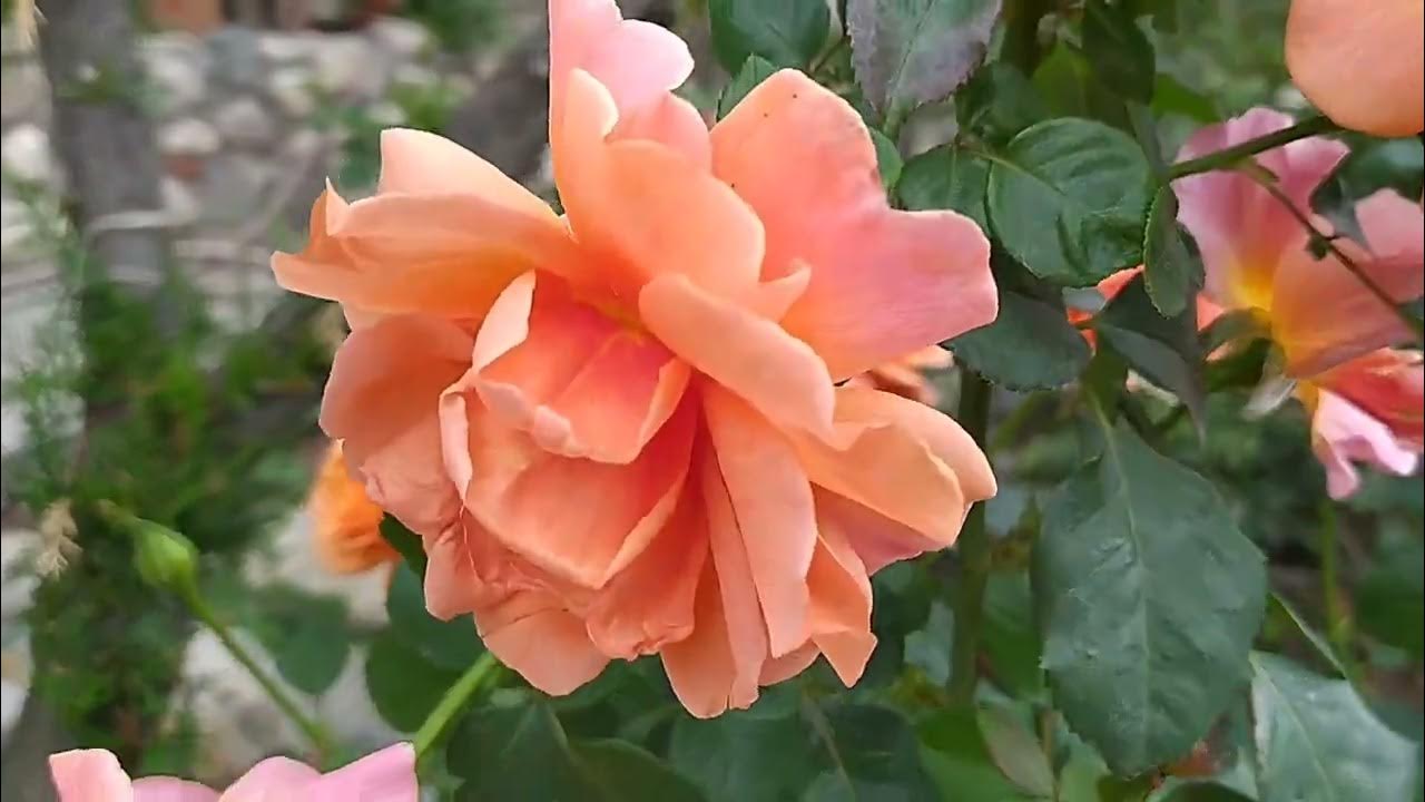 РОЗА ИЗИ ДАЗ ИТ/Rosa Easy Does It - YouTube