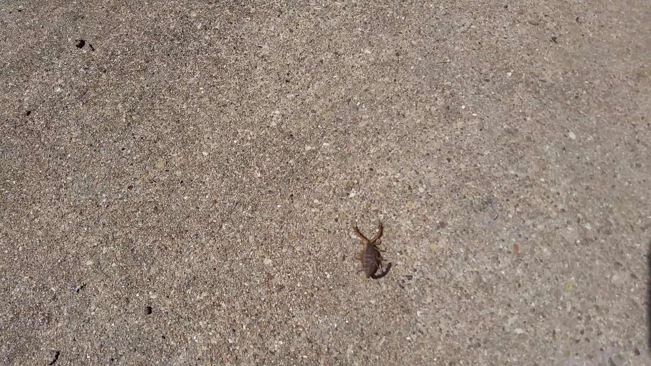 pine bark scorpion - YouTube