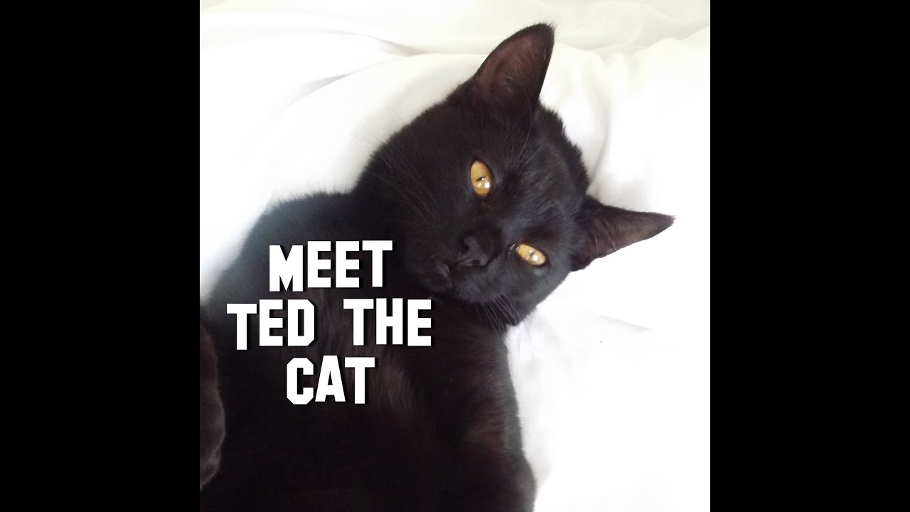 Meet Ted the Cat - YouTube