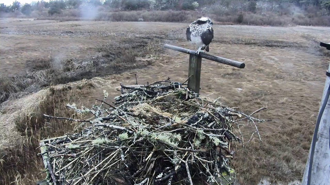 Cape Cod Museum of Natural History Live Stream - YouTube
