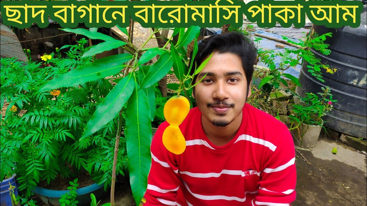 🟡🔴 ছাদ বাগানে বারোমাসি আম 🥭🌴#bari11 #roofgarden #baromashi - YouTube
