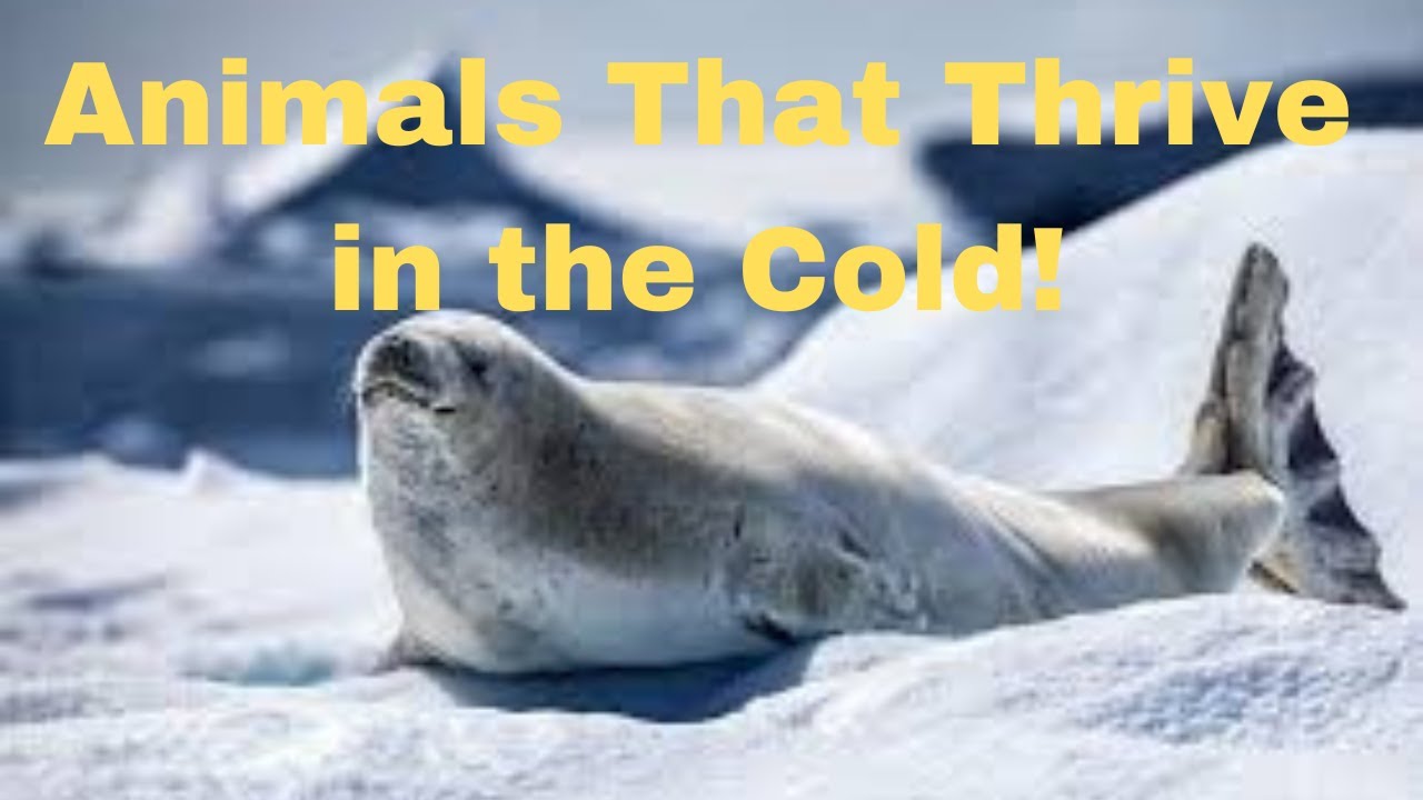 Chillin' Creatures Animals That Thrive in the Cold! #ArcticAnimals # ...