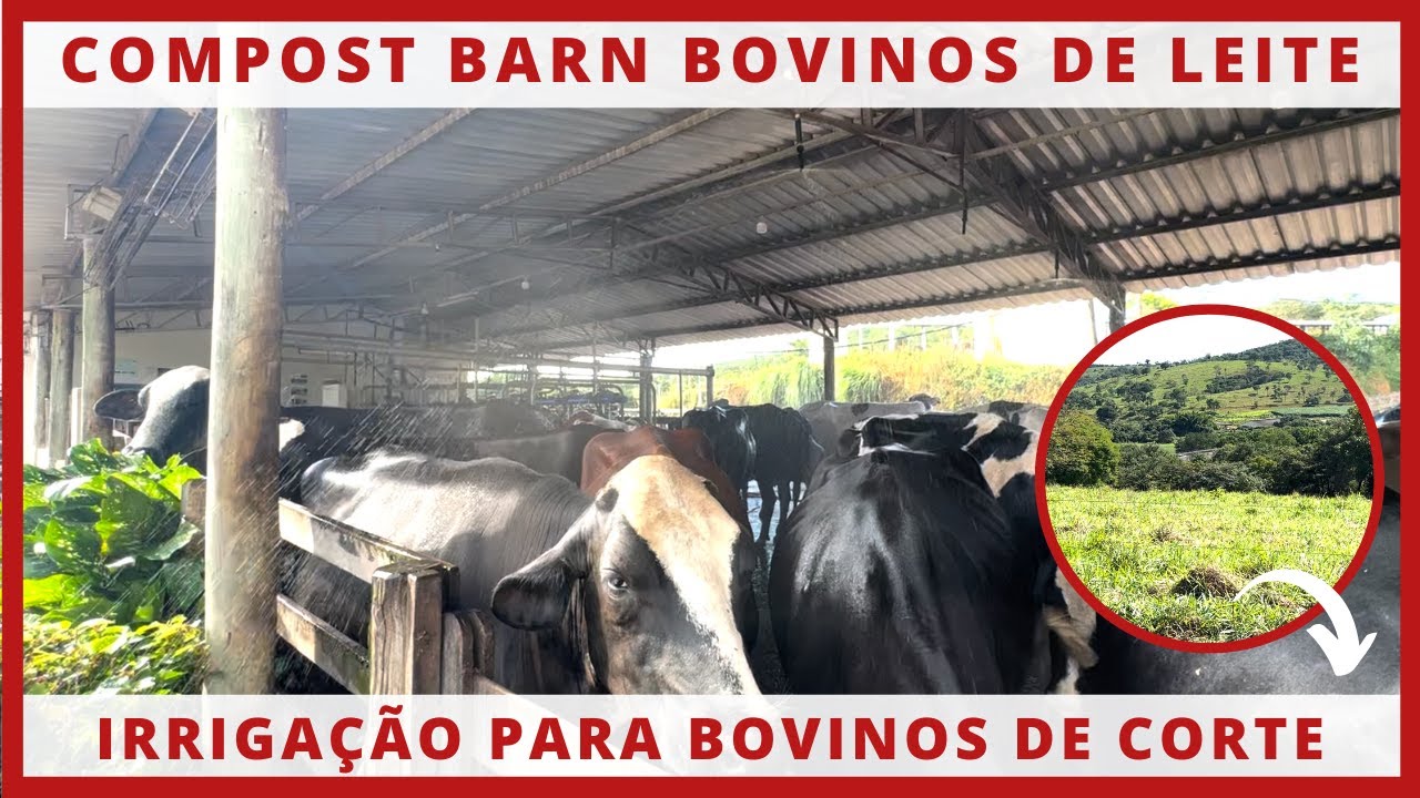Projeto COMPOST BARN para BOVINOS DE LEITE e IRRIGAÇÃO para BOVINOS DE ...