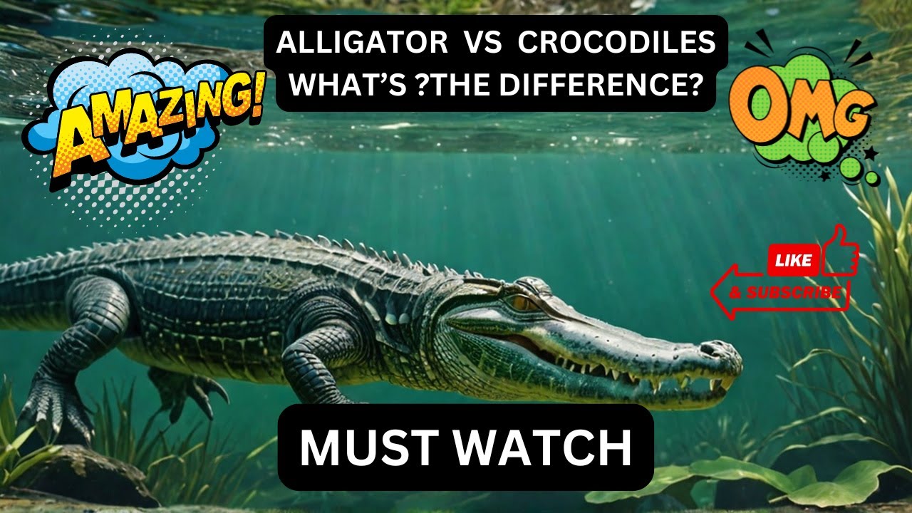 Alligators VS Crocodile What's The Difference - YouTube