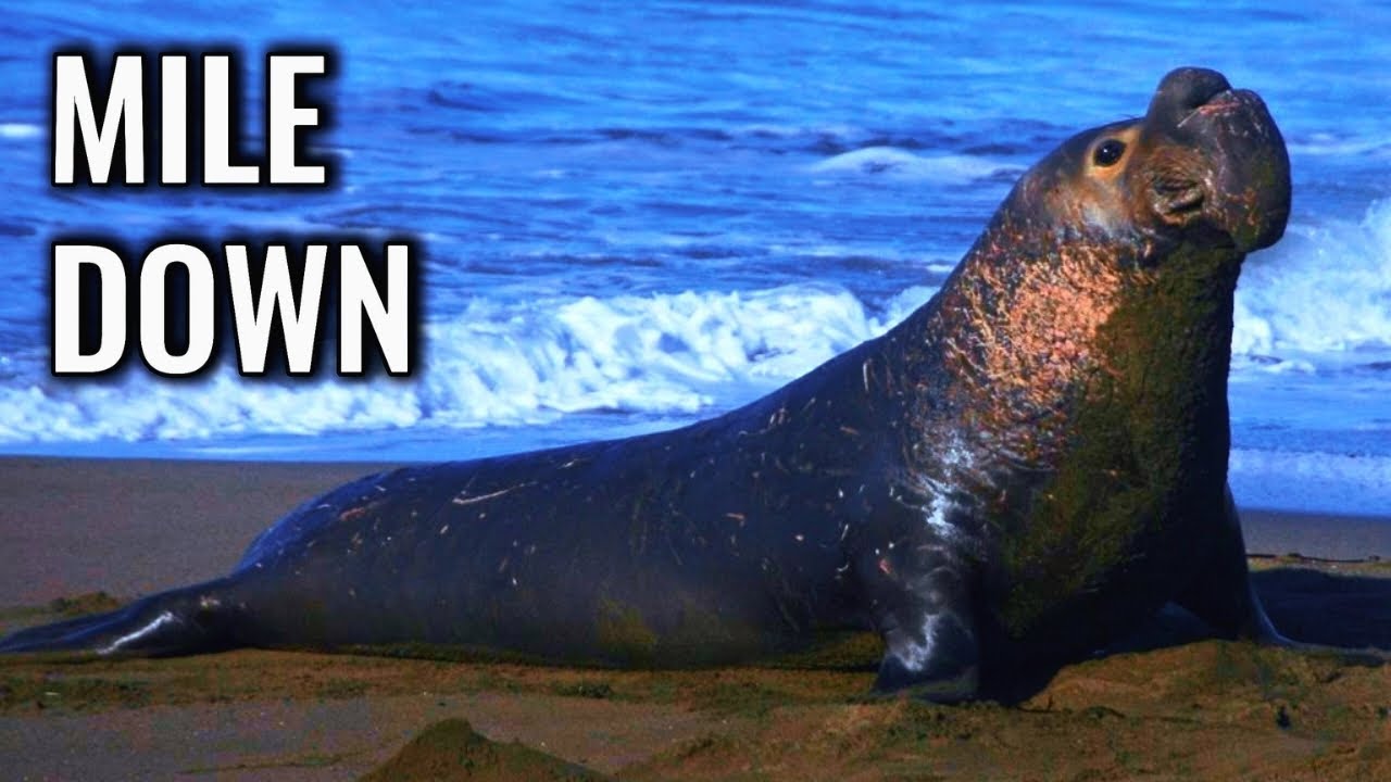 Elephant Seal Deep Dives: How It Hunts a Mile Beneath the Waves - YouTube