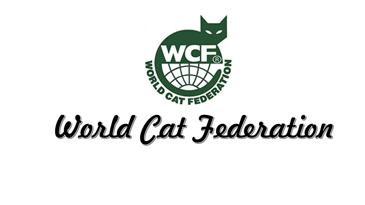 Welcome to World Cat Federation - YouTube