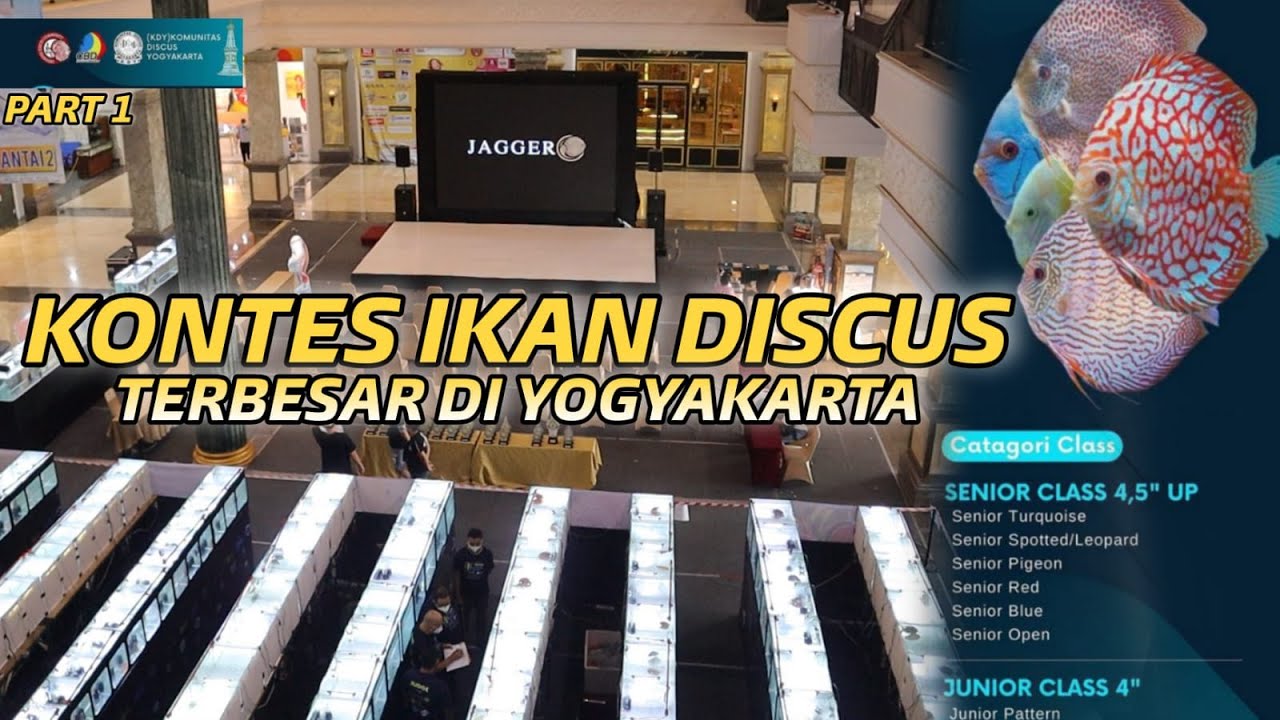 IKUT KONTES IKAN DISCUS, TERBESAR DI YOGYAKARTA !!! PART1 - YouTube