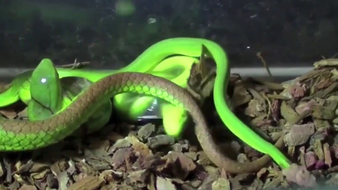 Amazing Venomous Red Tailed Viper Snake Giving Birth At Home - YouTube