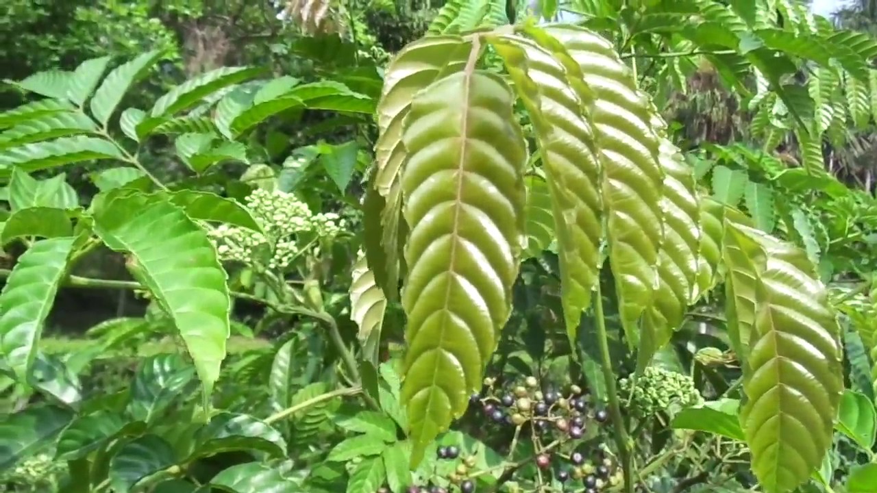 ගුරුල්ල / බුරුල්ල/ Burulla/Gurulla/Leea indicaHerbal Plants of Sri ...