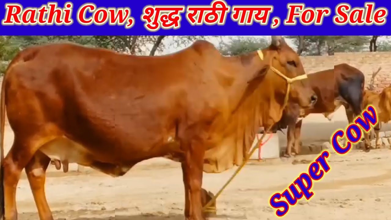 Rathi Cow - YouTube