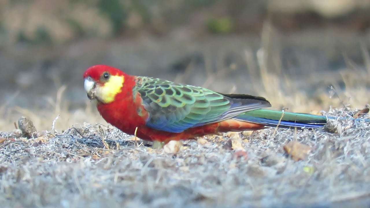 Western Rosellas - YouTube