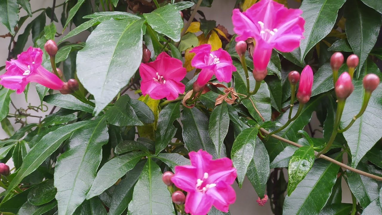 Trepadeira de Flores Cor de Rosa - YouTube