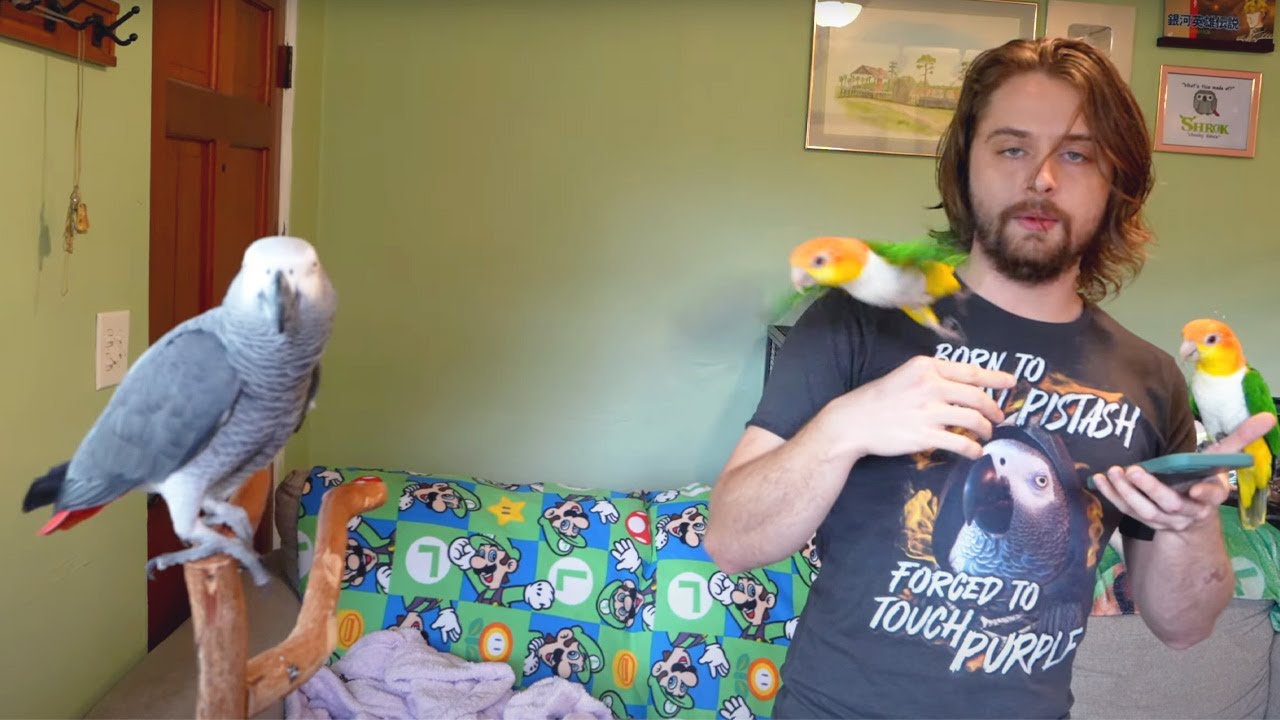 Apollo & The Big Evil Rock | Live w/ Apollo the Talking Parrot - YouTube