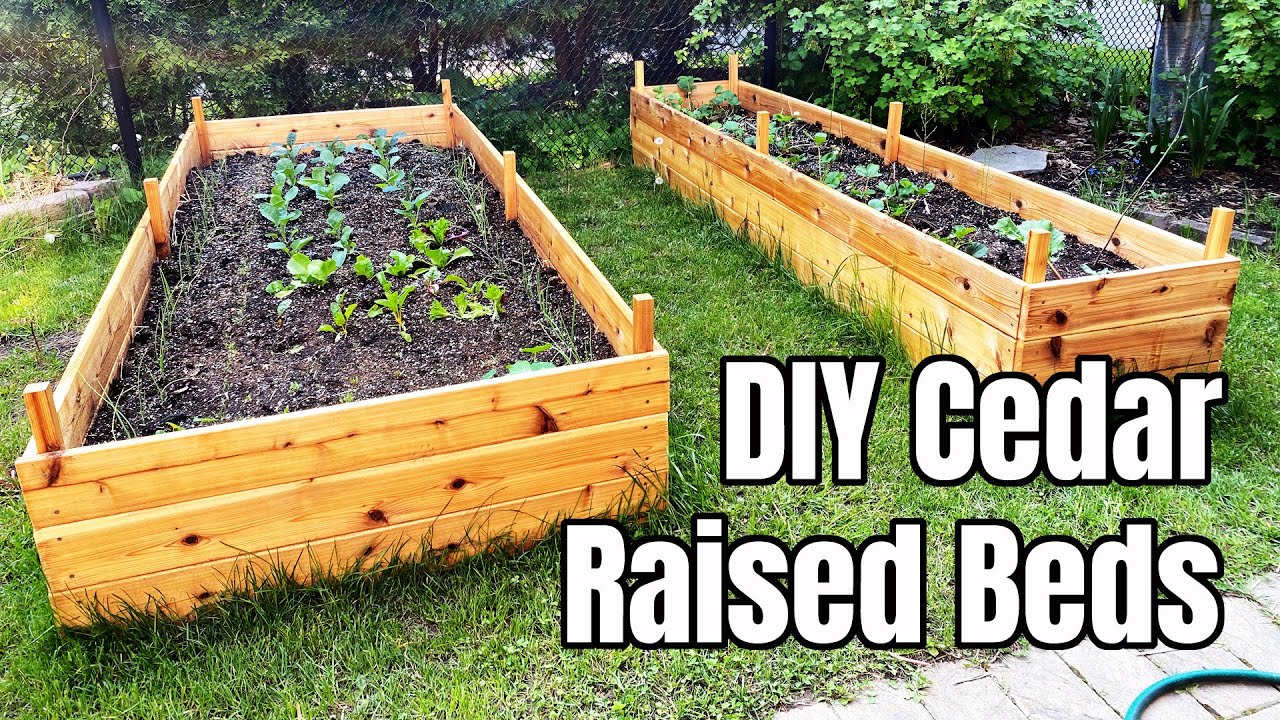 DIY Building Cedar Raised Garden Beds - YouTube