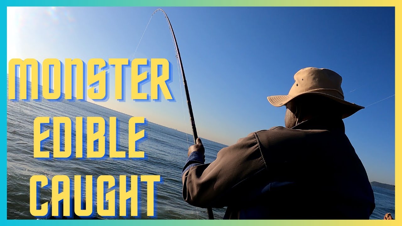 MASSIVE edible caught from Durban Pier - YouTube