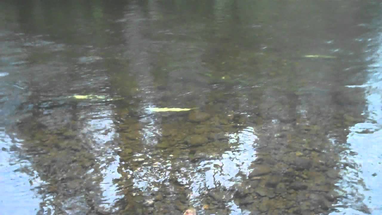 Chum Salmon Spawning in the Necanicum River - YouTube