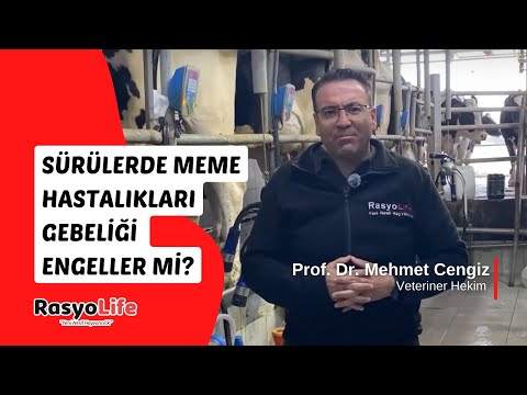 Sürülerde Meme Hastalıkları Gebeliği Engeller mi?