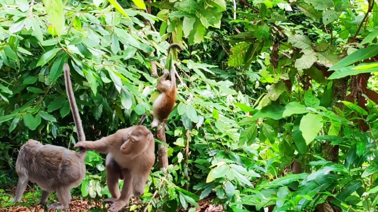 THE FUNNIEST MONKEY JUMPING FAILS IN THE FOREST - 2024 - YouTube